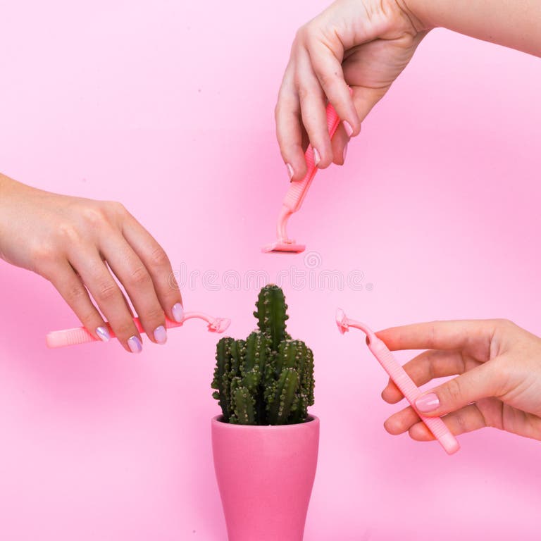 Three Hands on a Pink Background Shave a Cactus in a Pink Pot. Stock ...