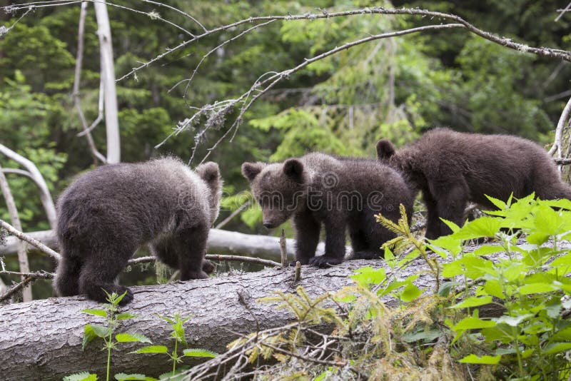Happy baby bear under tree stock image. Image of mammal - 119251579