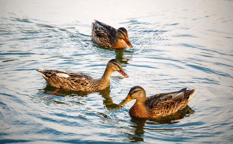 The Happy Ducks in the Lake Stock Image - Image of water, river: 34897615