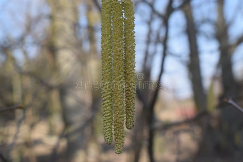 Hazelnut Catkins on Early Spring Stock Image - Image of sunlight ...
