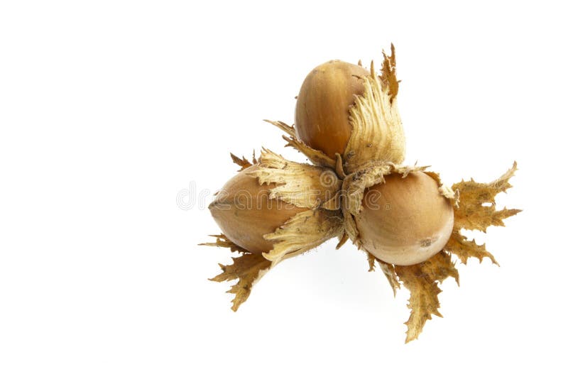 457 Cobnut Tree Stock Photos - Free & Royalty-Free Stock Photos from ...