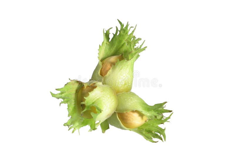 127 Spiky Nut Shells Stock Photos - Free & Royalty-Free Stock Photos ...