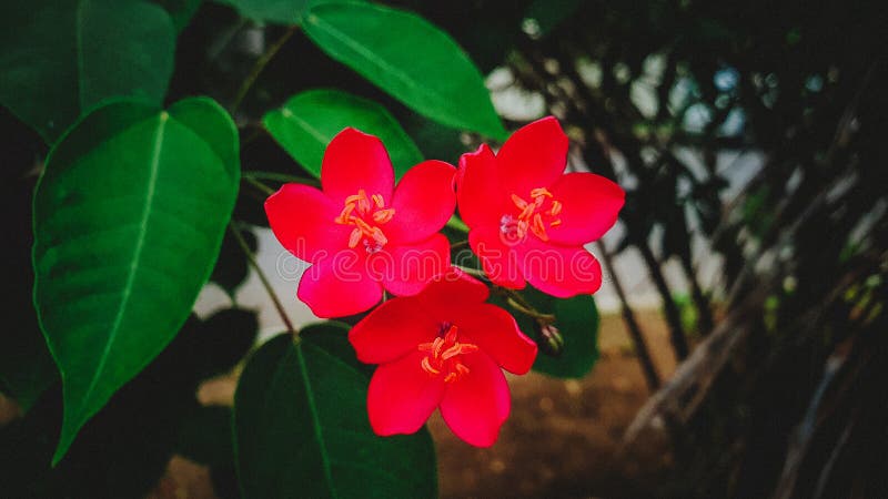 Three Head Flower in Nature with Colorfull. Stock Image - Image of ...