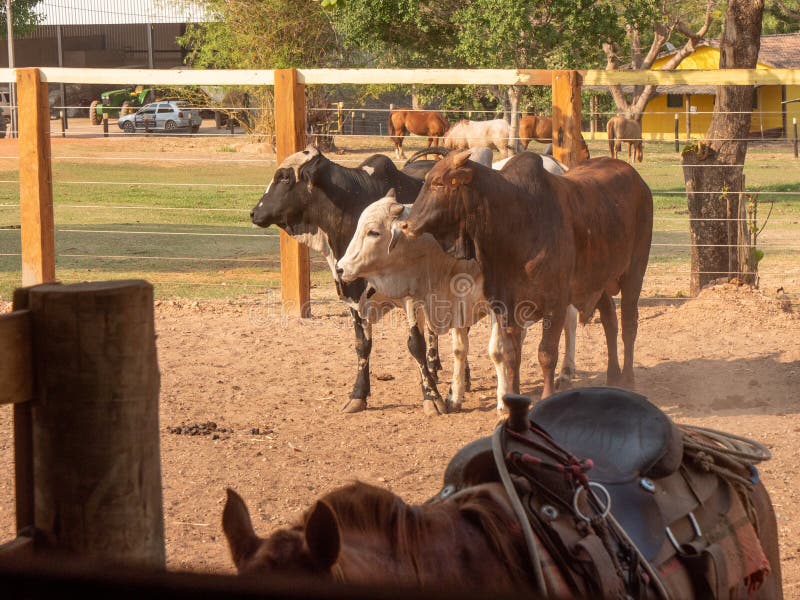 Three Heads of Cattle on Brazilian Ranch Stock Photo - Image of mare ...