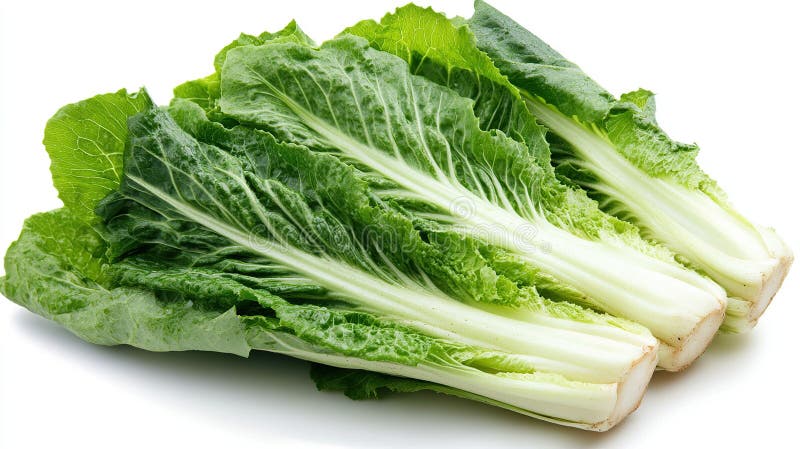 Three Heads of Fresh, Green Bok Choy on White Background Stock Image ...