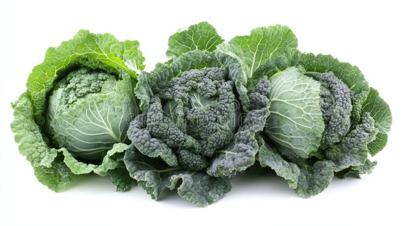Three Heads of Pe-tsai Cabbage Display Their Lush Green Leaves ...