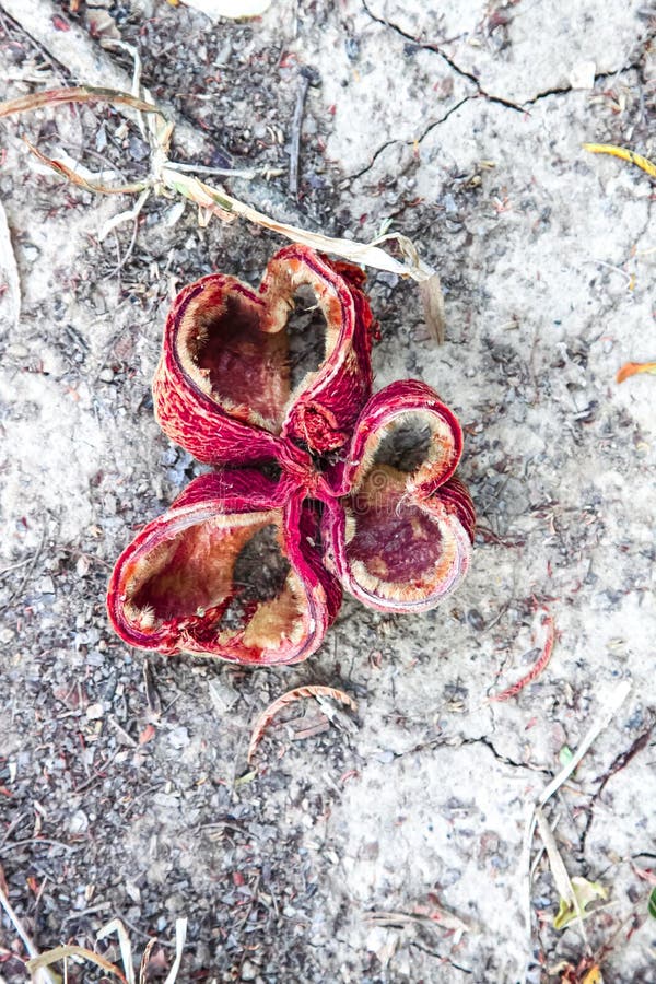 Three Heart Flower Fall from Tree Stock Image - Image of bright, plant ...