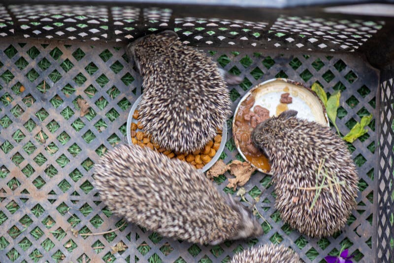 Three Hedgehogs in a Box are Eating Stock Photo - Image of colourful ...