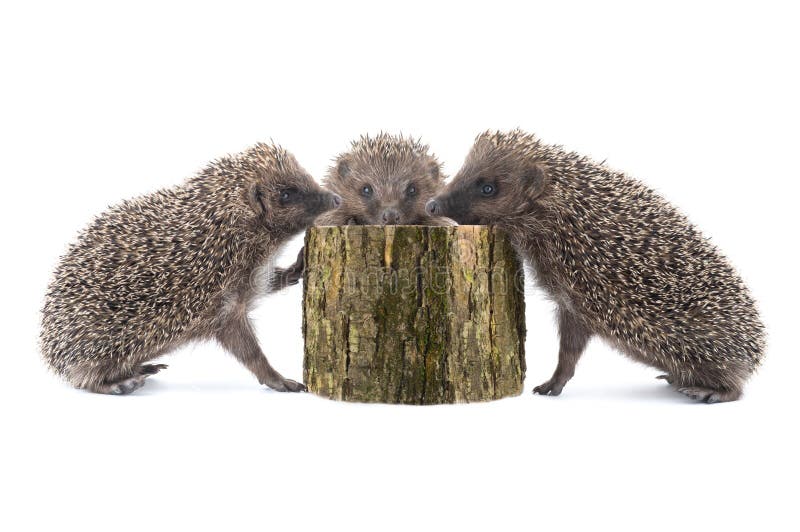 Three Hedgehogs Near Hemp Tree Isolated on a White Stock Photo - Image ...