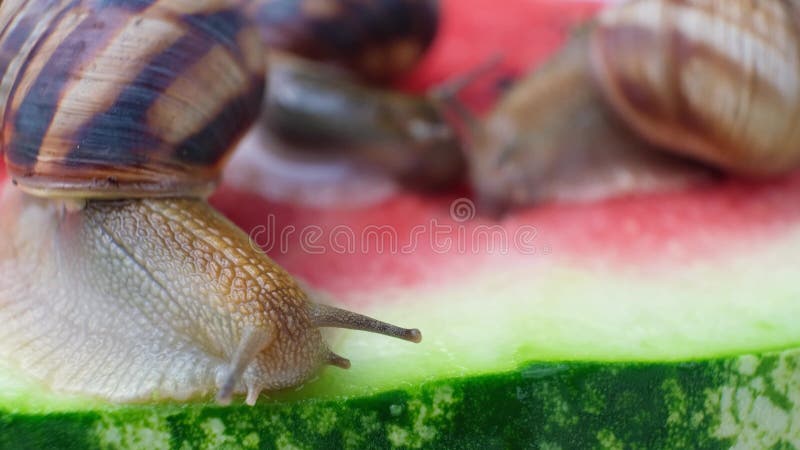 Three Helix Pomatia Snails Sit on a Watermelon and Eat it. Stock ...