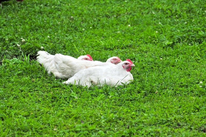Three hen stock photo. Image of outdoors, poultry, eggs - 22161004