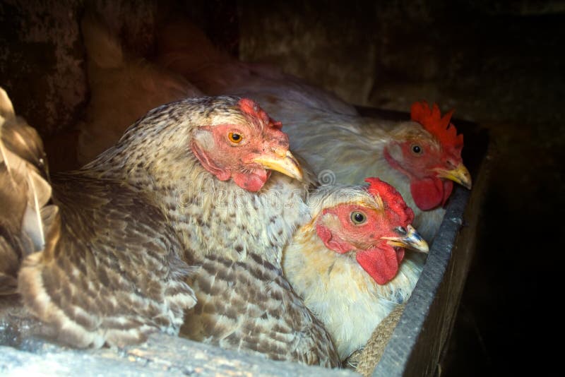 Three Hens Posed while Hatching Stock Photo - Image of birds, animals ...