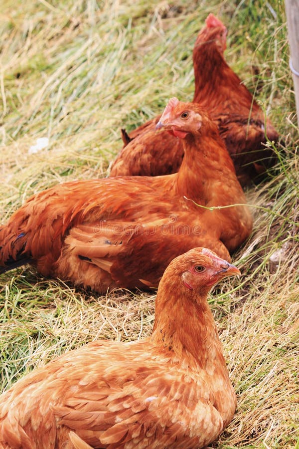 Three hens stock photo. Image of life, fields, health - 42689968