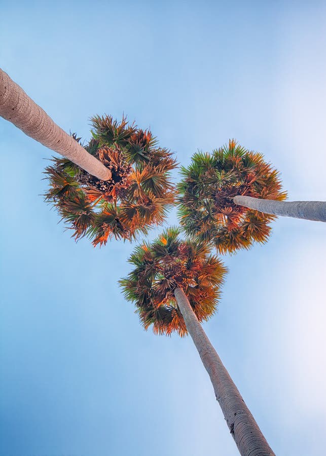 Three High Palm Trees Shot from Below Stock Image - Image of colorful ...