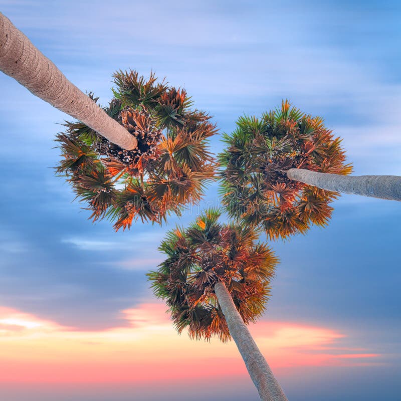 Three High Palm Trees Shot from Below Stock Photo - Image of coast ...