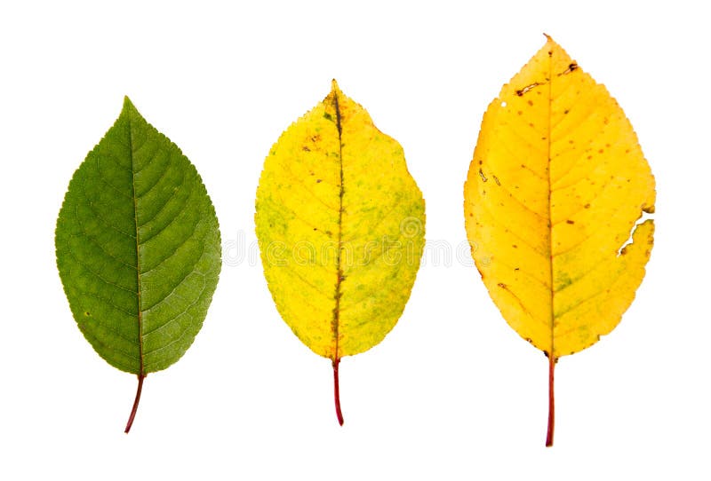 Three High Resolution Autumn Leaves Stock Image - Image of closeup ...