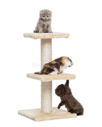 1,824 Cat Play Cat Tree White Background Stock Photos - Free & Royalty ...