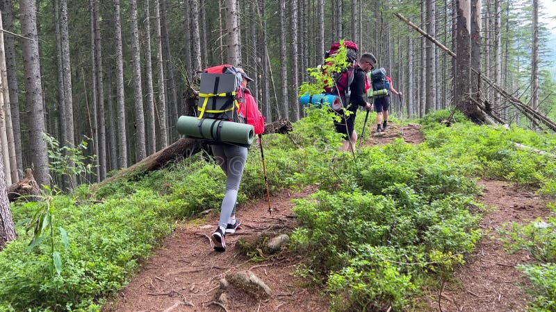 Three Hikers, with Large Backpacks and Trekking Poles, Walk through ...