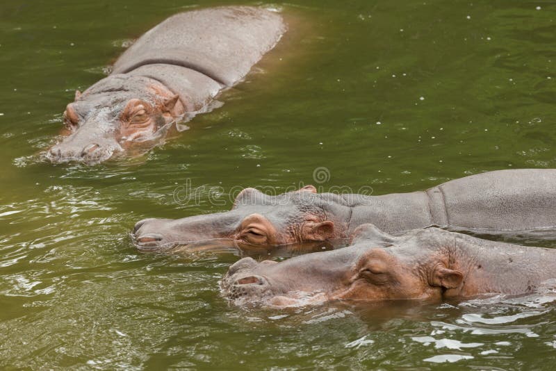 Three Hippopotamus Hippopotamus Amphibius in River with only Their ...