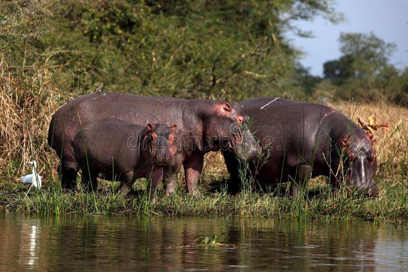 Three Hippos at the Edge of a Tranquil Body of Water, Surrounded by ...