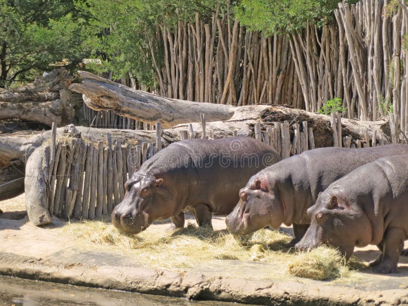 Three Hippos eating grass editorial stock image. Image of open - 54798504