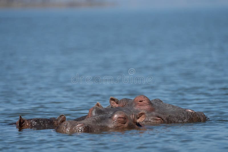 Three Hippos Poke Their Heads Out of the Water, in Selective Focus ...