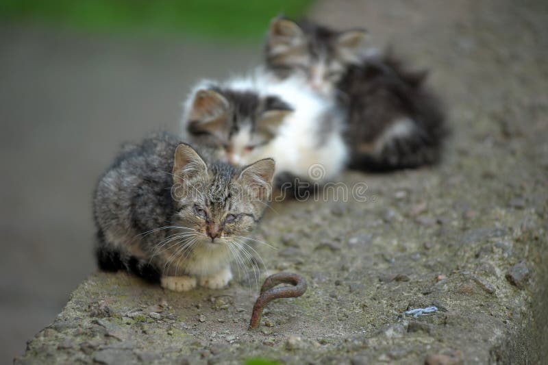 Three homeless kitten stock photo. Image of care, careful - 31700318