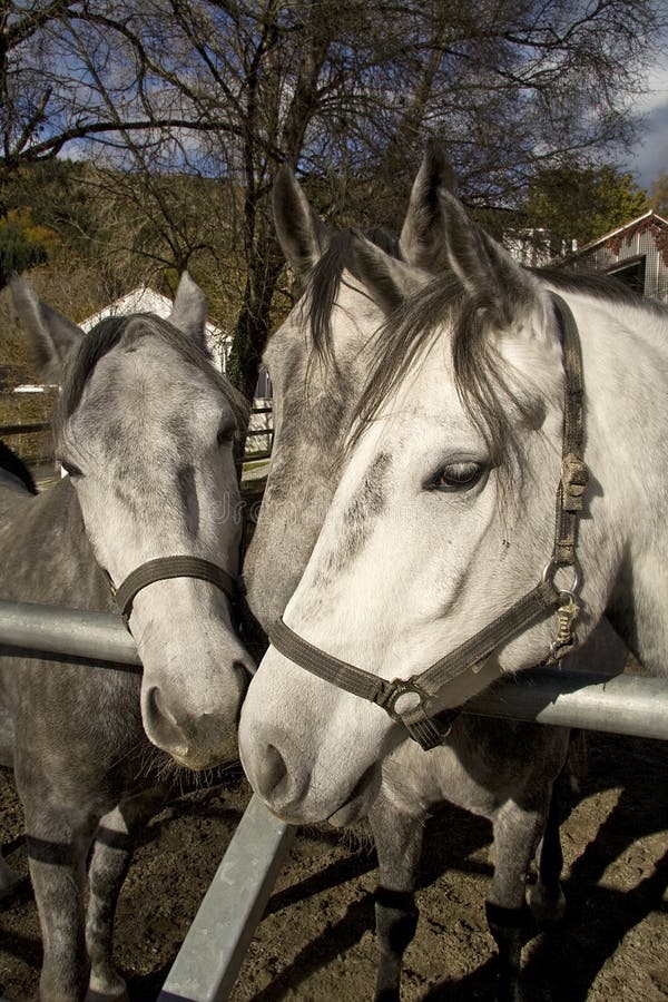 Three horses stock photo. Image of lipizzan, horse, three - 11582506