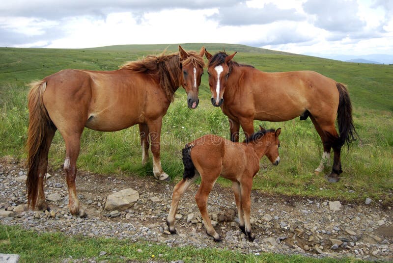 Three horses stock photo. Image of horse, mountain, animal - 11864622