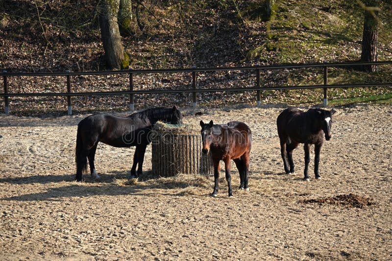 Three Horses in the Animal Pen Eat Hay of Manger Stock Photo - Image of ...