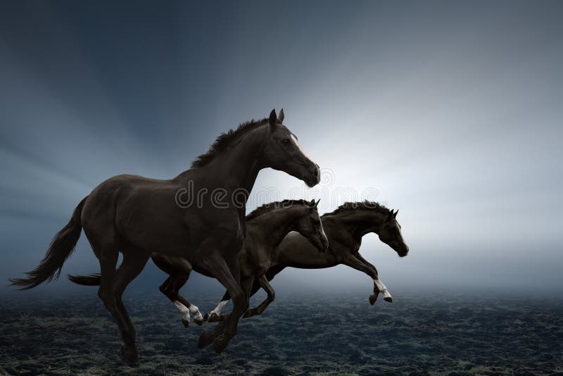 Black Horse on Total Solar Eclipse Background Stock Image - Image of ...
