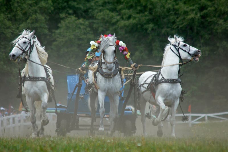 Three Horses in Harness. Horse Race. Stock Photo - Image of power ...