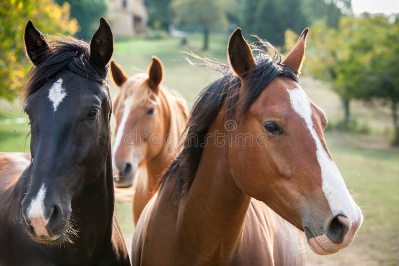 Three horses stock image. Image of animals, noble, strong - 61807187