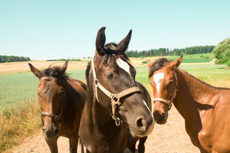 Three horses. Portrait . stock photo. Image of grazing - 37867970