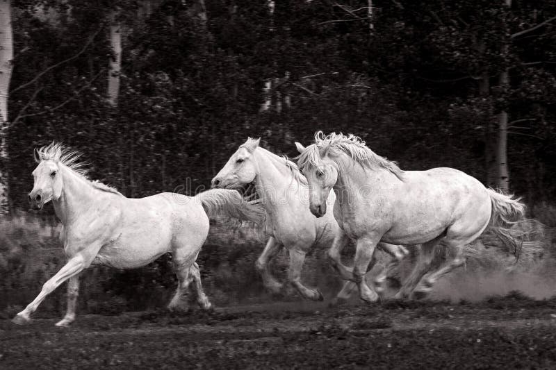 Three Horses are Running in a Line Near Trees and Bushes Stock Photo ...