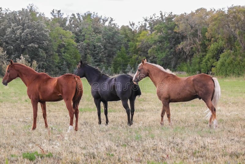 Three horses stock image. Image of horses, pasture, tranquil - 36297753