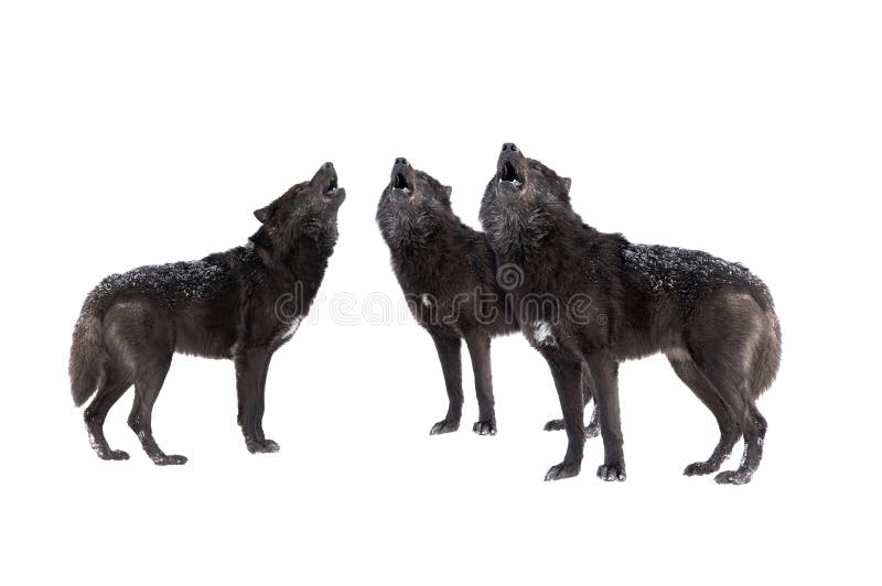 Three Howling Wolf Winter Isolated on a White Stock Image - Image of ...