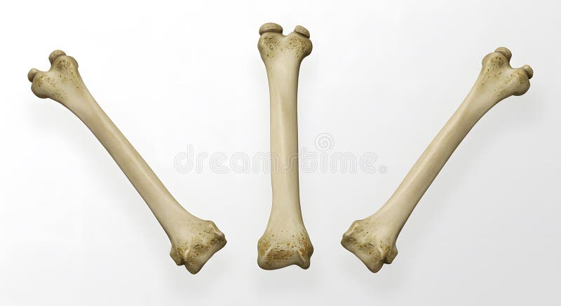 Three Human Radius Bones Anatomical Study Medical Illustration Skeletal System Human Anatomy ...