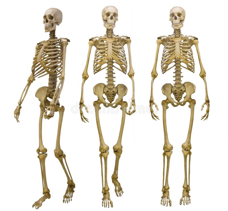 Three Human Skeletons Isolated on White Stock Photo - Image of death ...