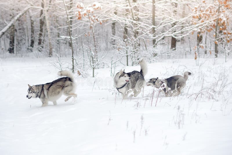 Three Huskies Play in the Snow Wood. Stock Image - Image of pretty ...