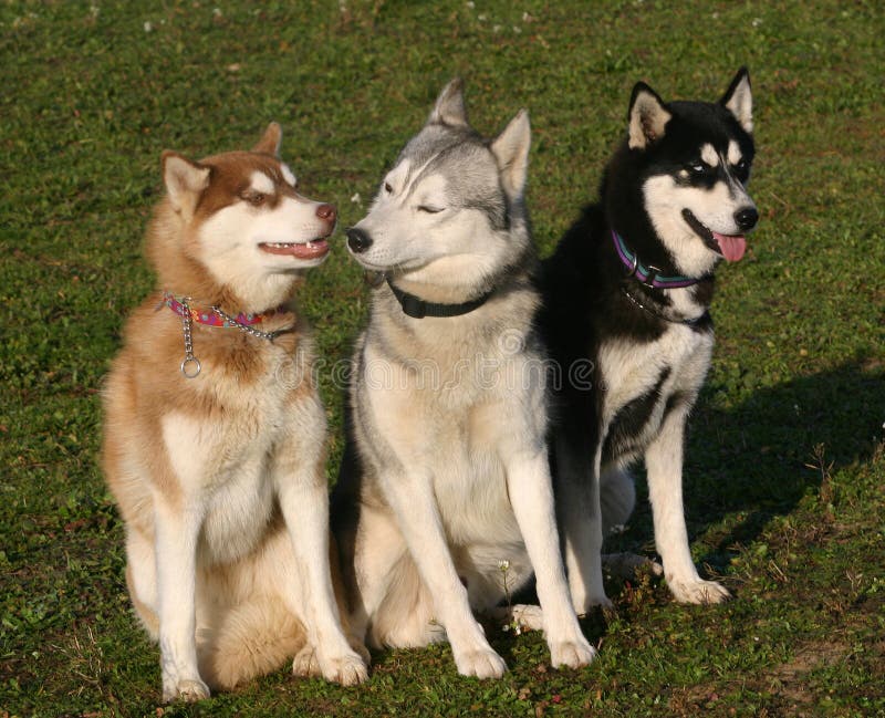 Three husky dogs stock photo. Image of breed, portrait - 1876196