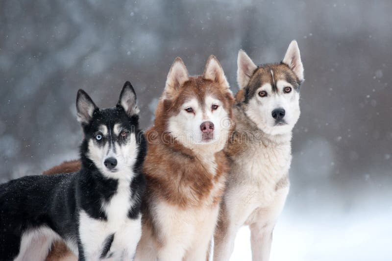 Husky dogs stock photo. Image of blue, dogsleg, canada - 7992838
