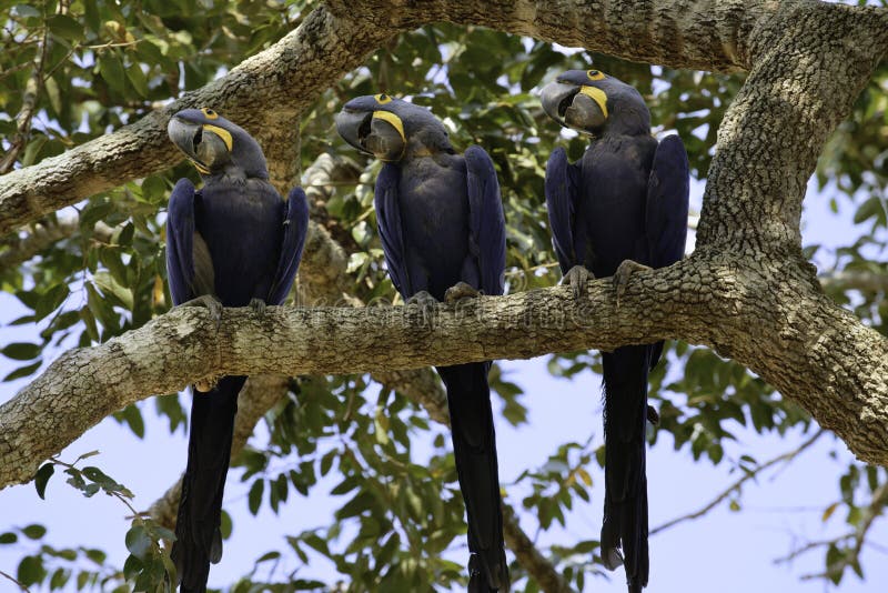 Three Hyacinth Macaws Posing on a Large Tree Branch Stock Image - Image ...