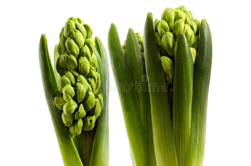 Sprouts of Growing Hyacinth Close-up Stock Image - Image of pink ...