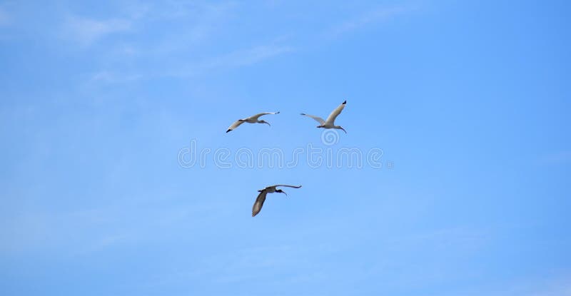 Ibis, Birds Flying High in the Blue Sky Stock Image - Image of birds ...