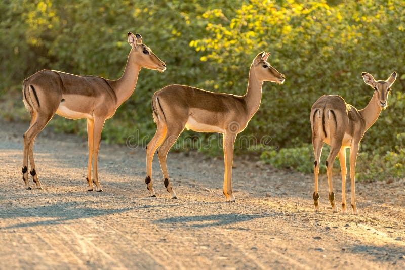 Three Impala Ewes in First Rays of the Rising Sun Stock Photo - Image ...