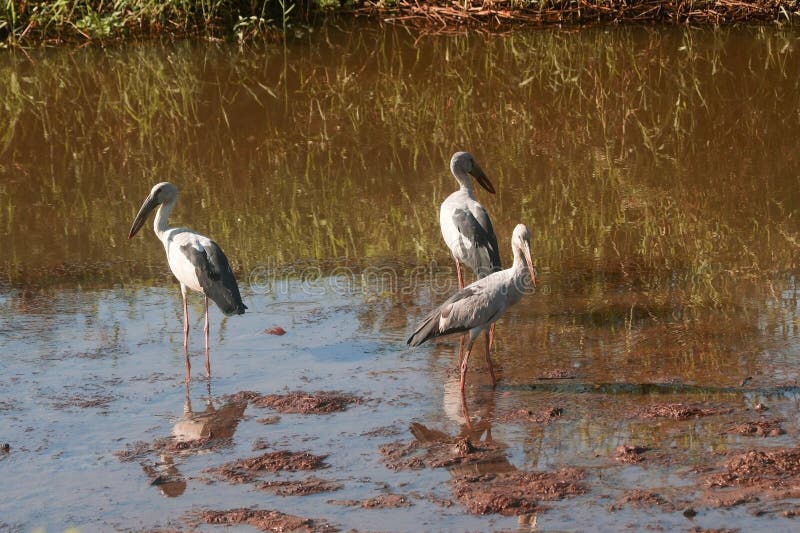 Three Indian Open Bill Storks in Swamp Stock Image - Image of bird ...