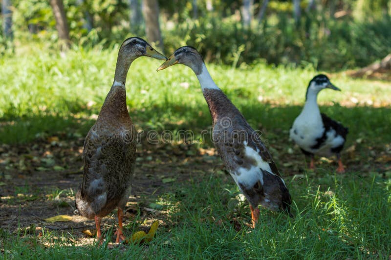Three Indian Runner Ducks Interacting on Grass with One in Background ...