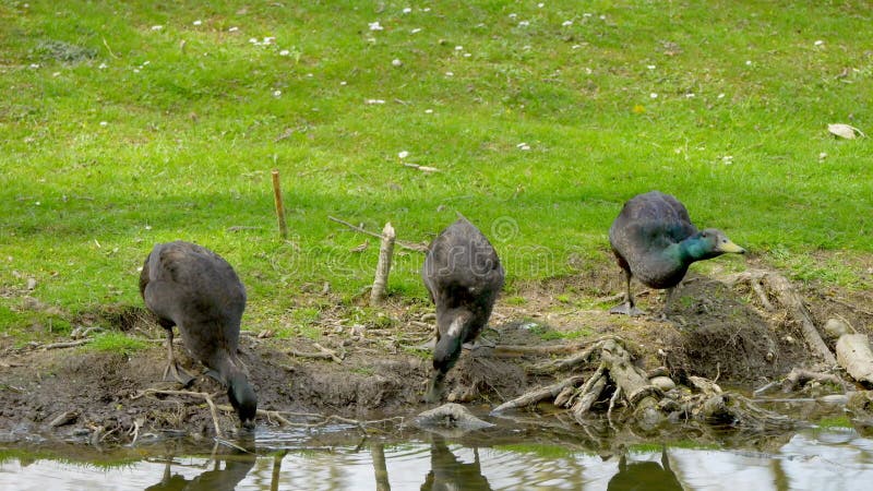 Indian Runner Ducks Stand Upright on a Grassy Patch, Alert and Charming ...