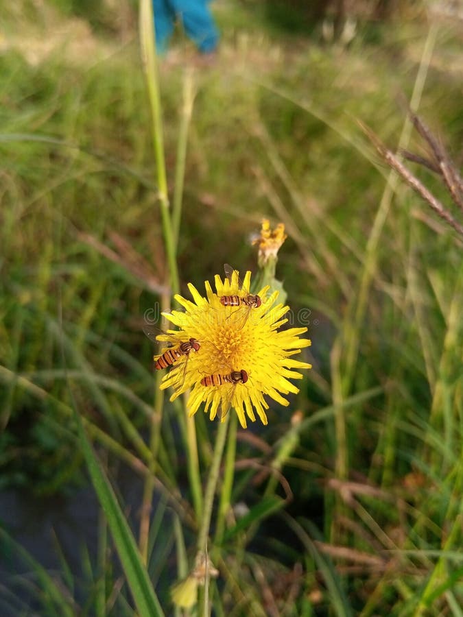 Three Insects on Yellow Flower Stock Photo - Image of nature, leaf ...
